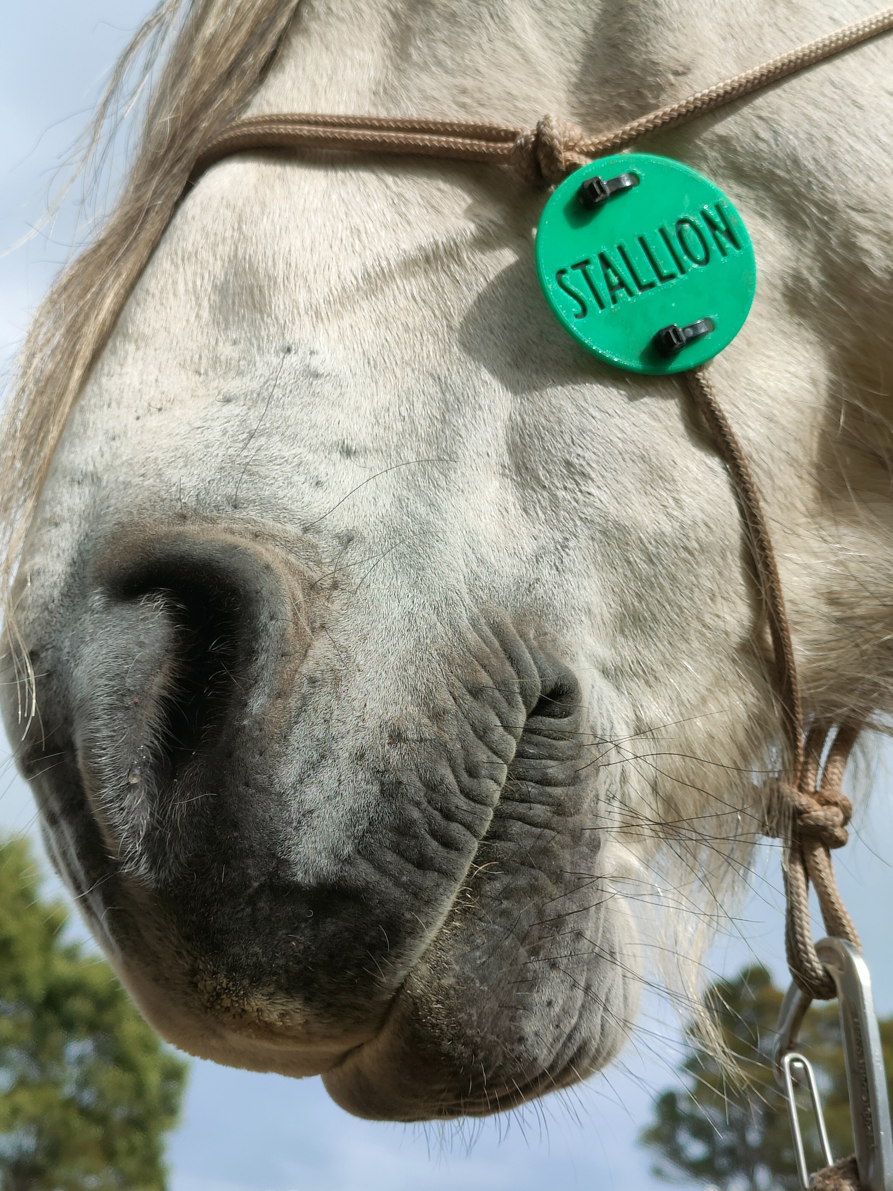 Stallion Discs – ZeroHoofPrint